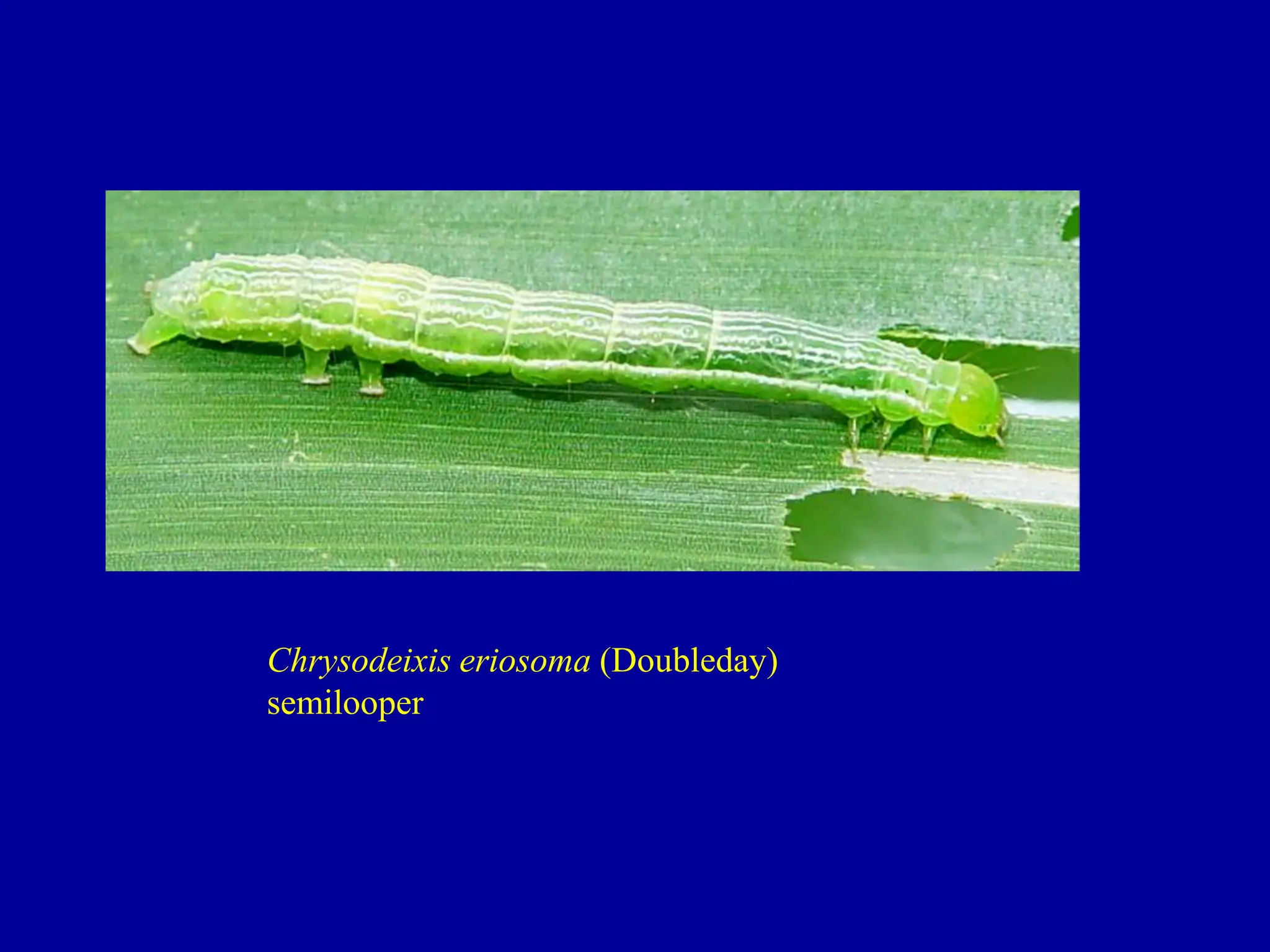 Corn Insect Pests.ppt