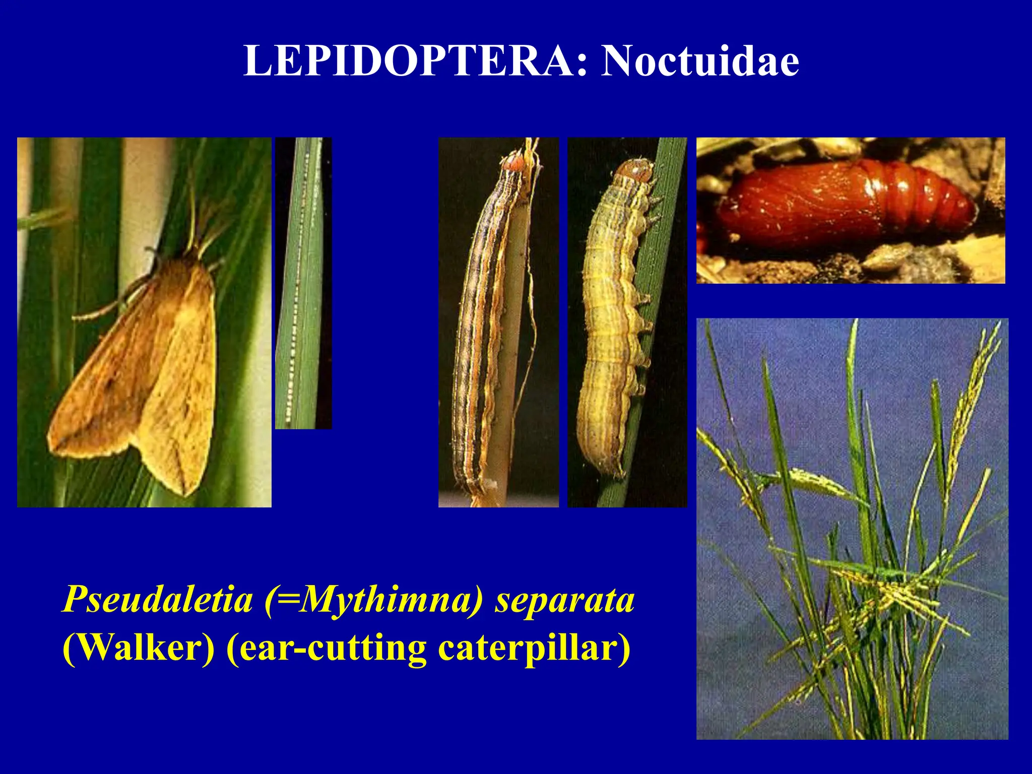 Corn Insect Pests.ppt