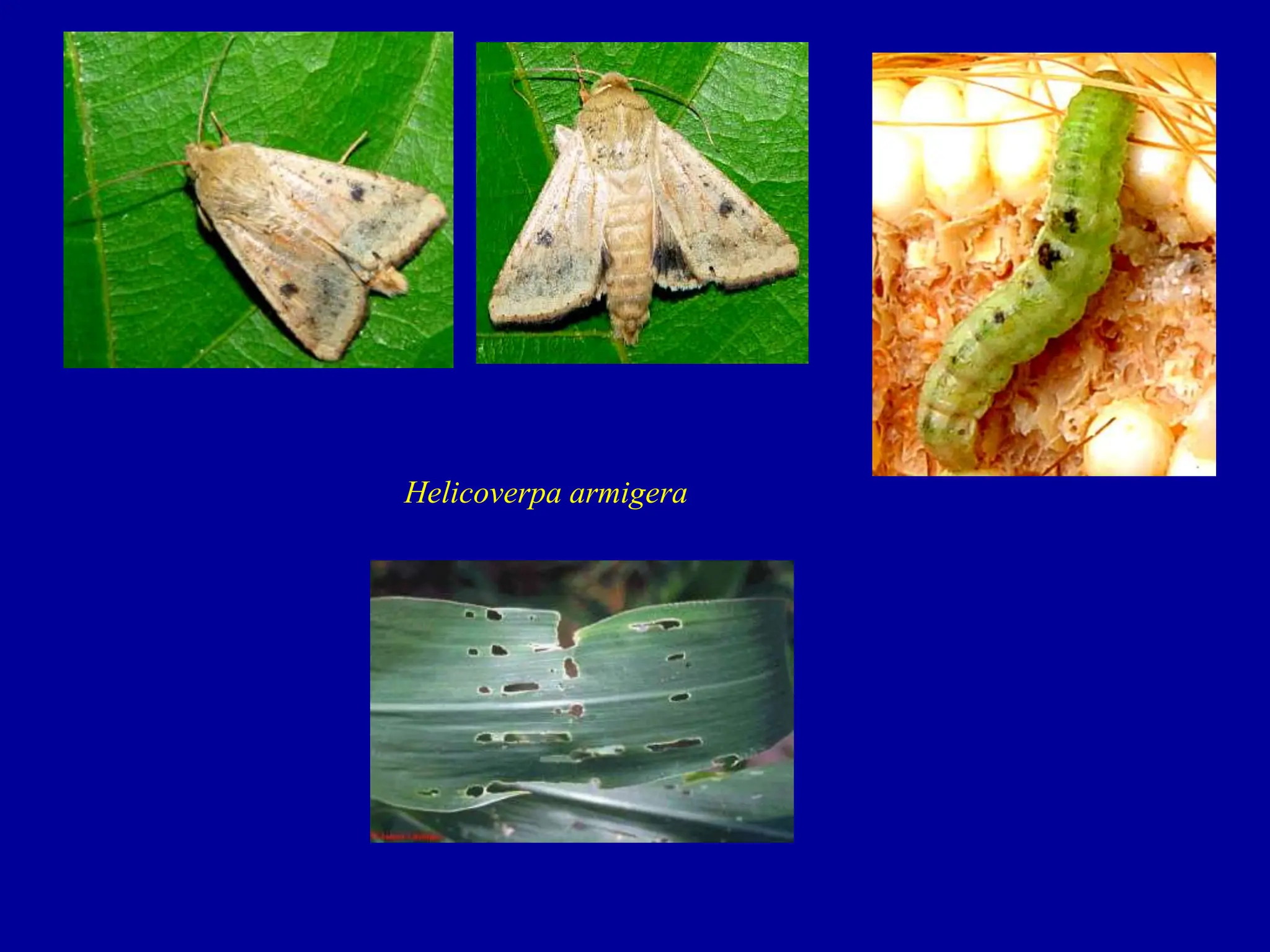 Corn Insect Pests.ppt