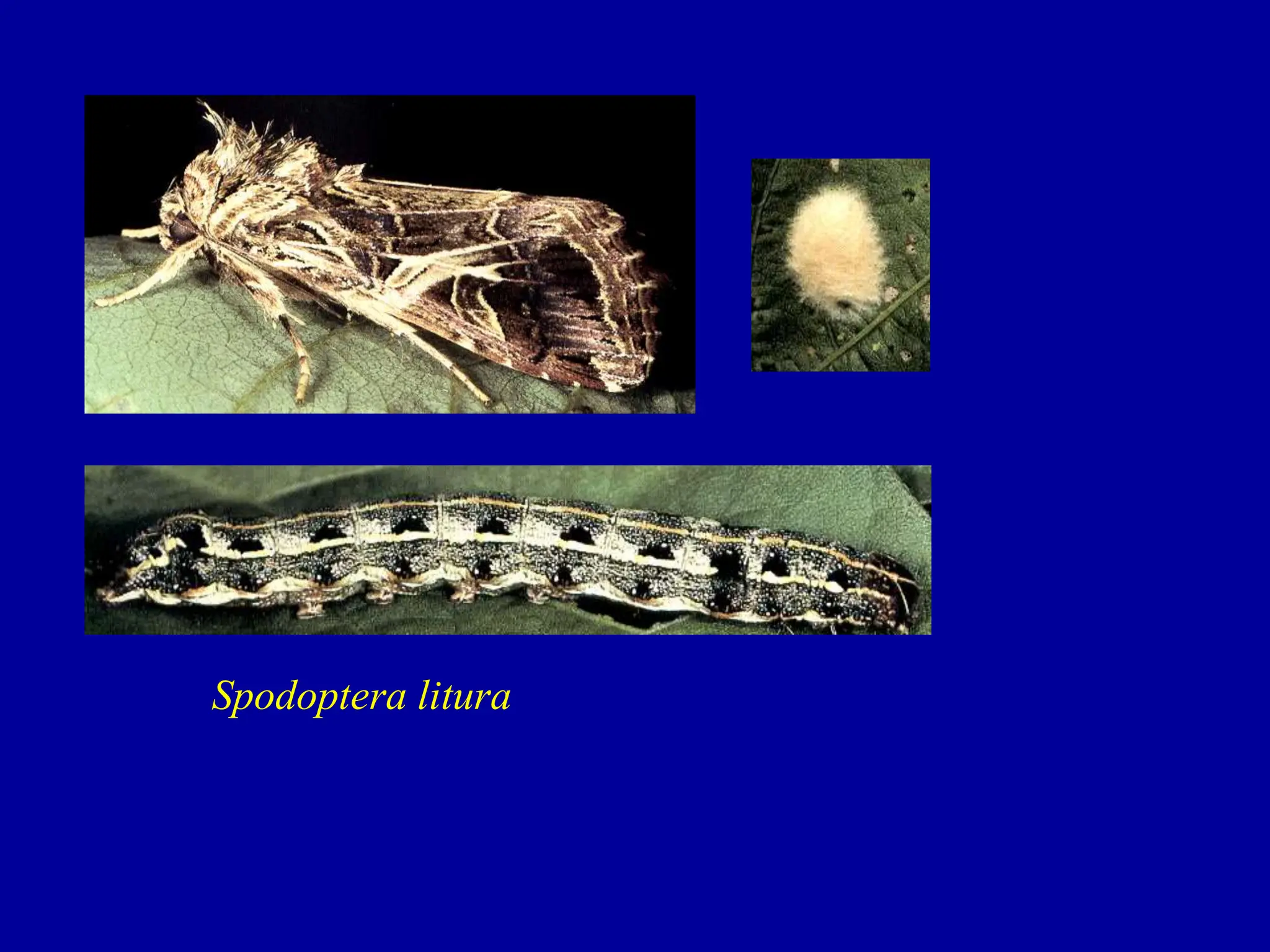 Corn Insect Pests.ppt
