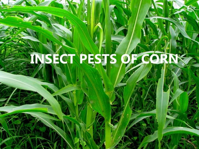 Corn Insect Pests.ppt