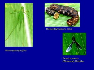 Corn Insect Pests.ppt
