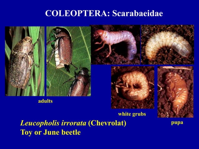 Corn Insect Pests.ppt