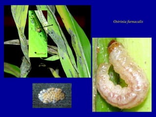Corn Insect Pests.ppt