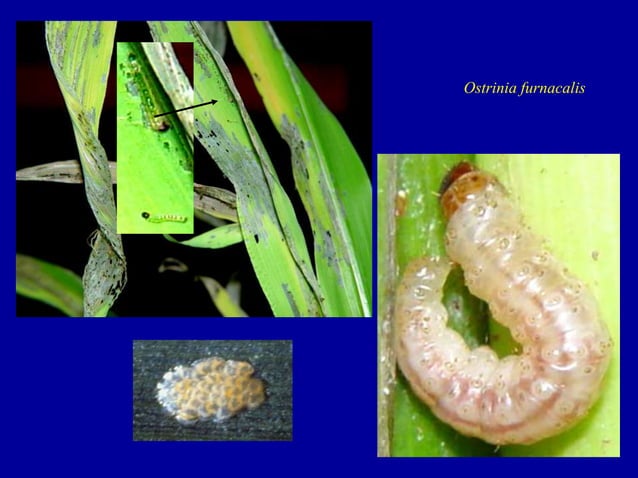 Corn Insect Pests.ppt