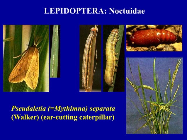 Corn Insect Pests.ppt
