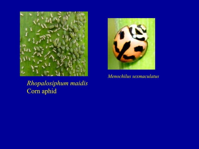 Corn Insect Pests.ppt