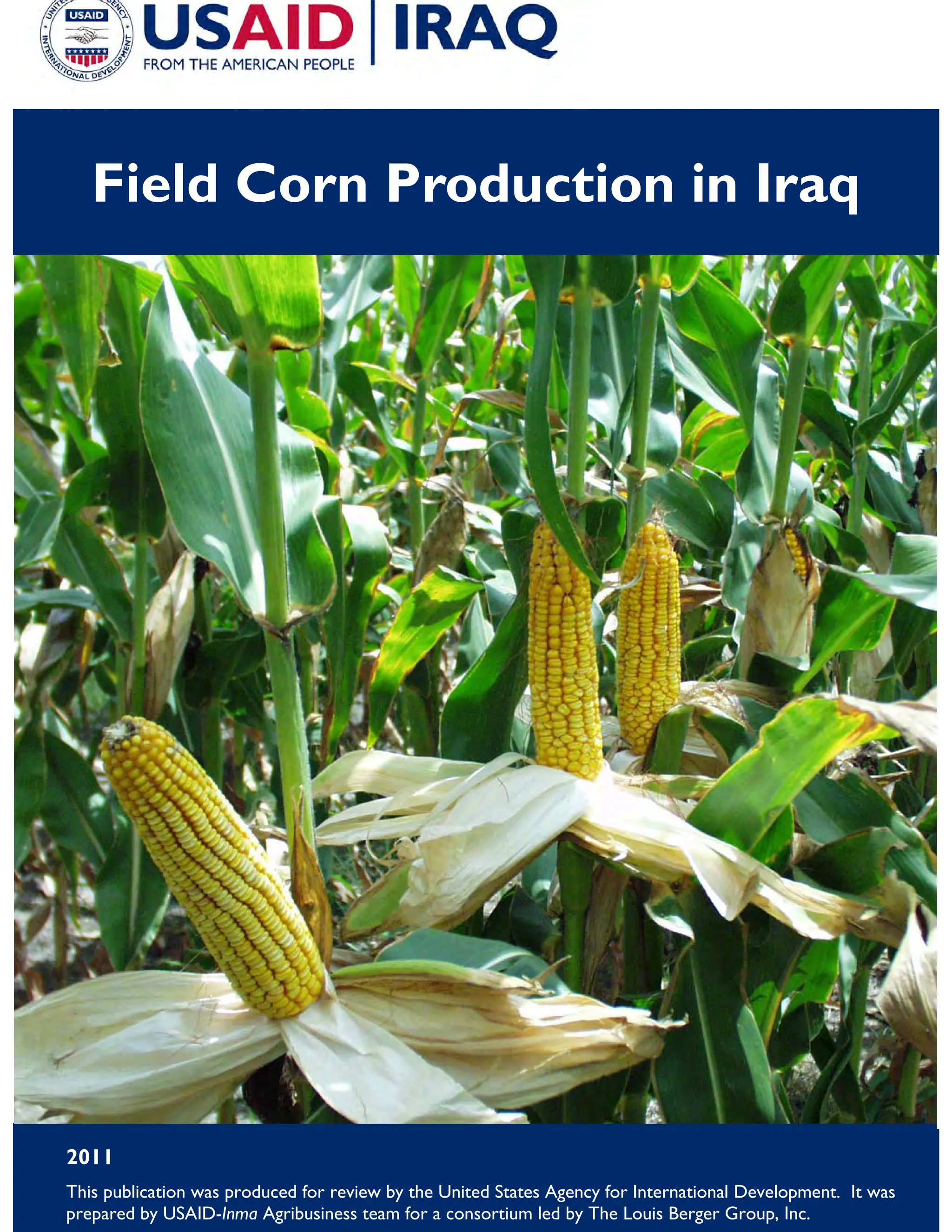 corn iraq.pdf
