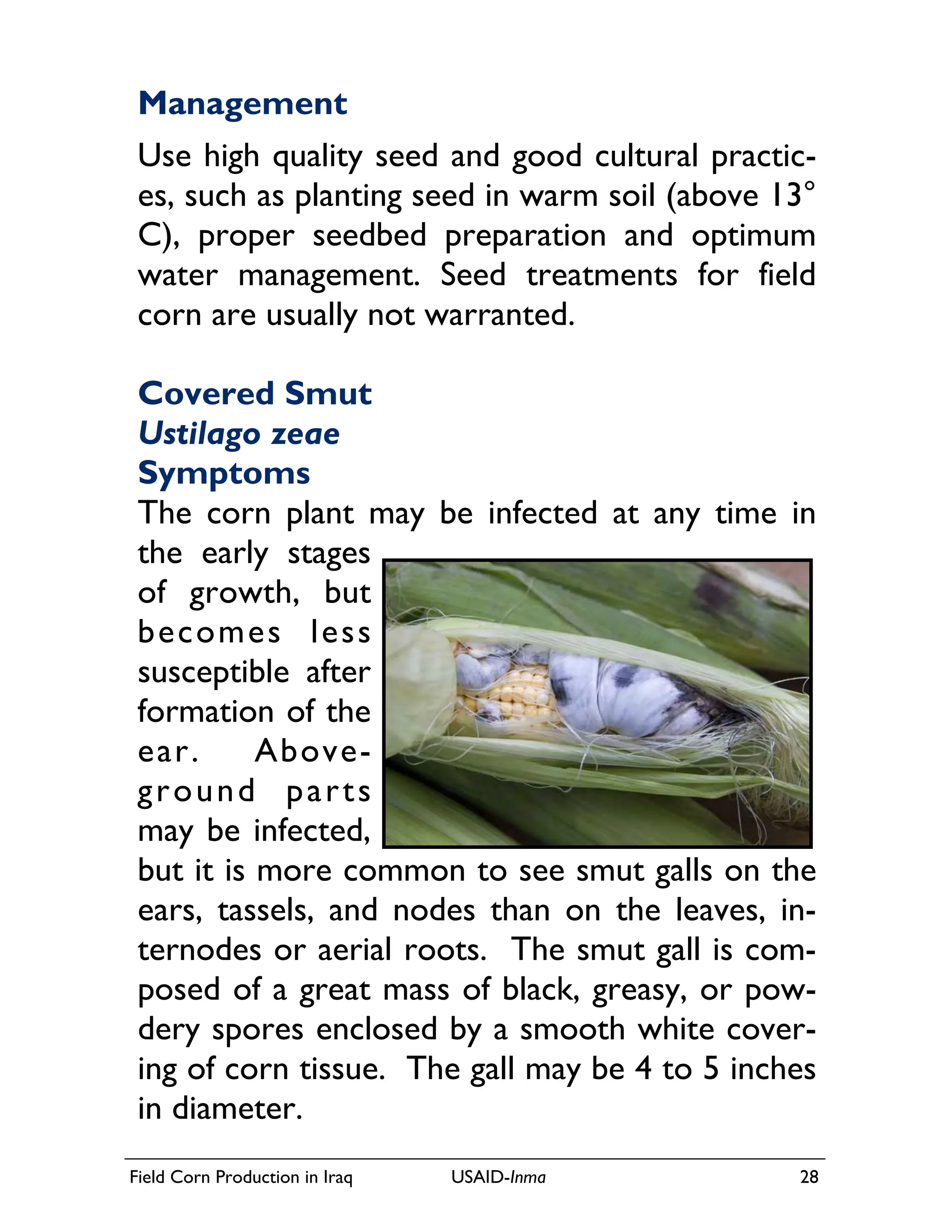 corn iraq.pdf