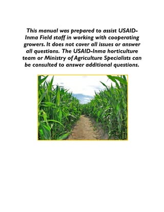 corn iraq.pdf