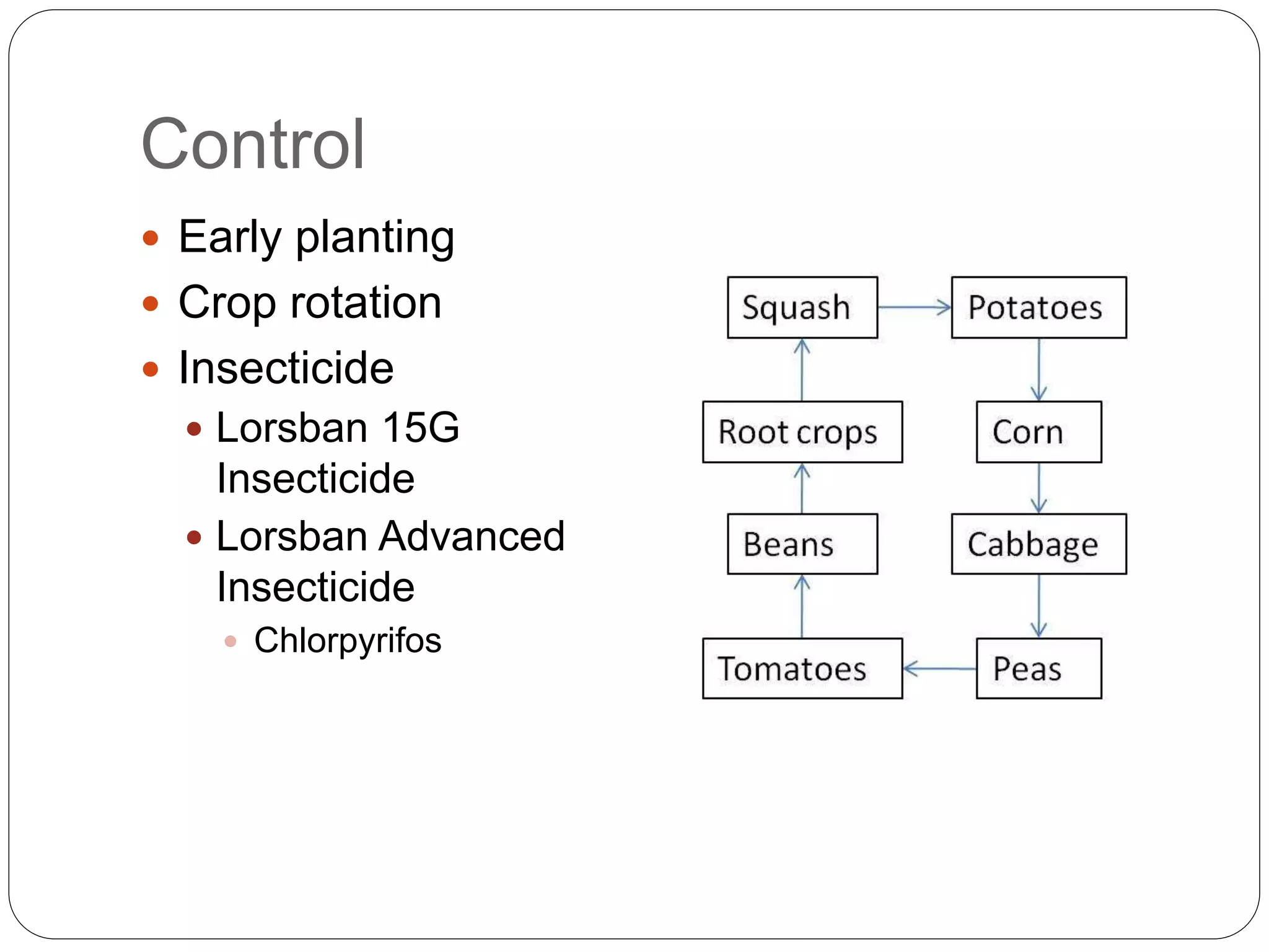 Corn pest complete | PPTX