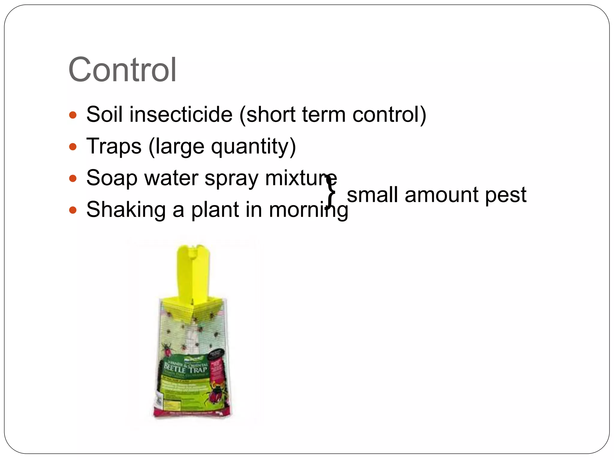 Corn pest complete | PPTX