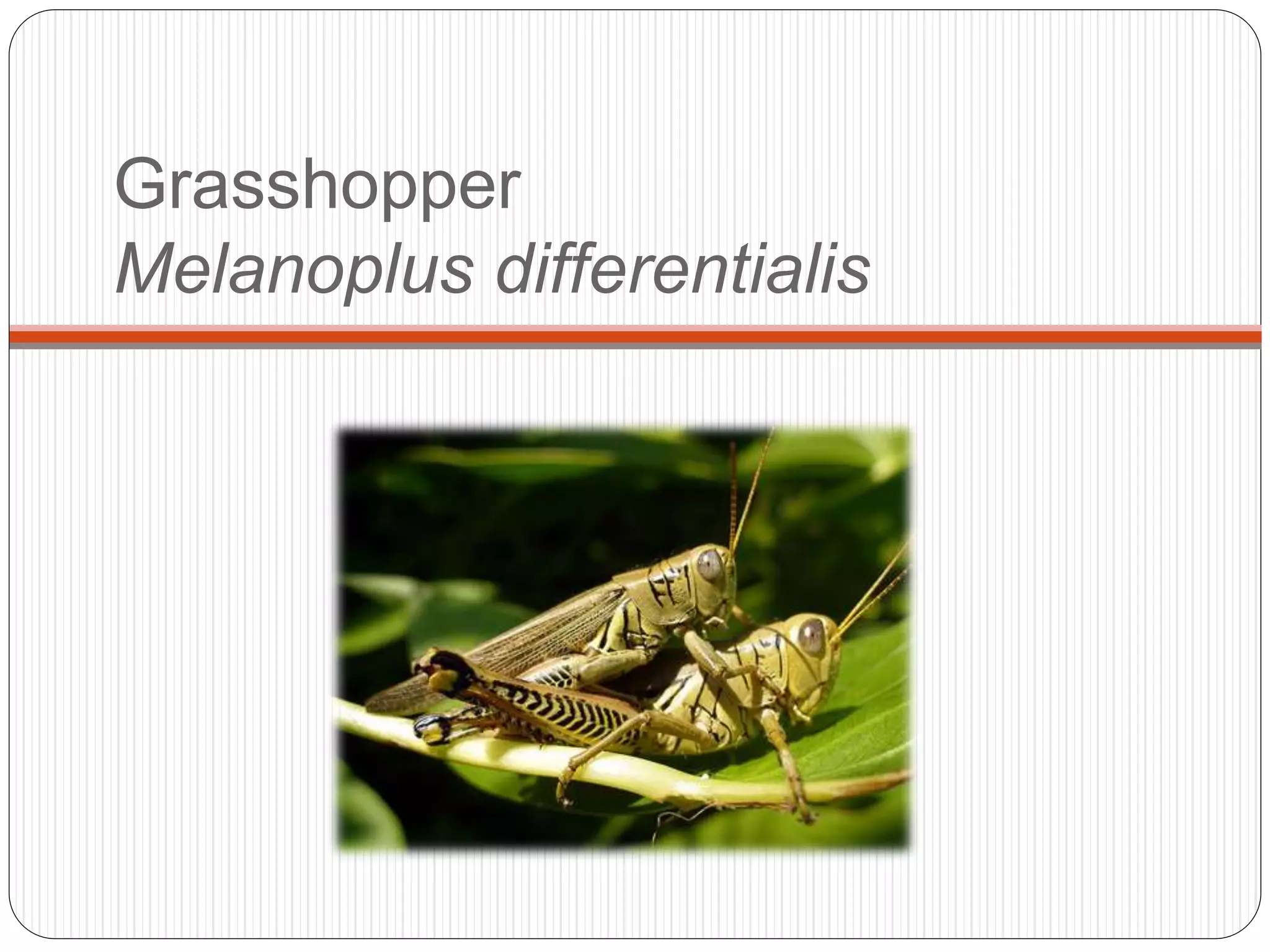 Corn pest complete | PPTX