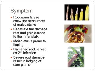 Corn pest complete | PPTX