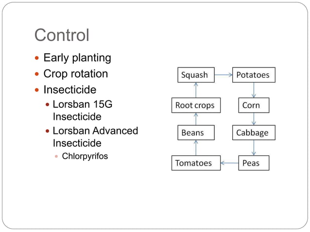 Corn pest complete | PPTX
