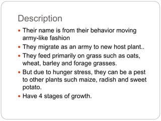 Corn pest complete | PPTX