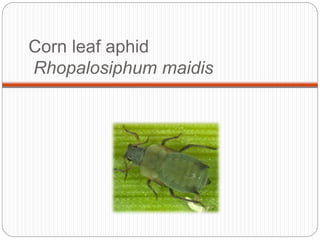 Corn pest complete | PPTX