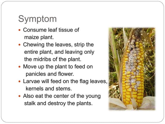 Corn pest complete | PPTX