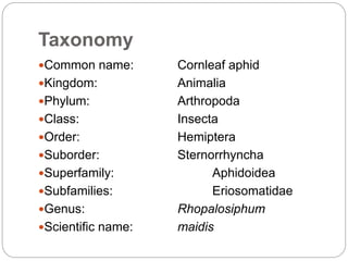 Corn pest complete | PPTX