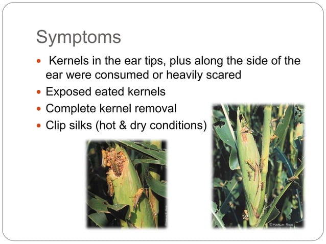 Corn pest complete | PPTX