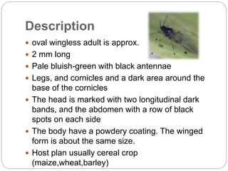 Corn pest complete | PPTX