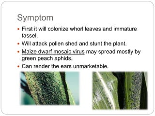 Corn pest complete | PPTX