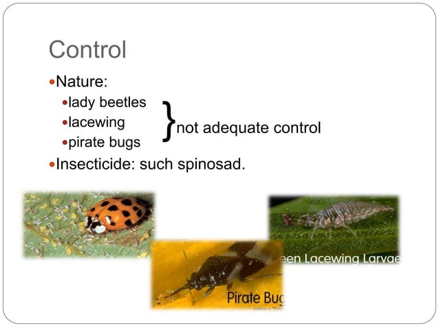 Corn pest complete | PPTX
