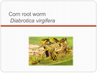 Corn pest complete | PPTX