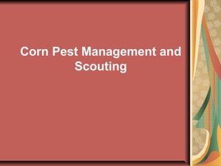 Corn pest management and scouting by RIZWAN MUSTAFA SHAH | PPT