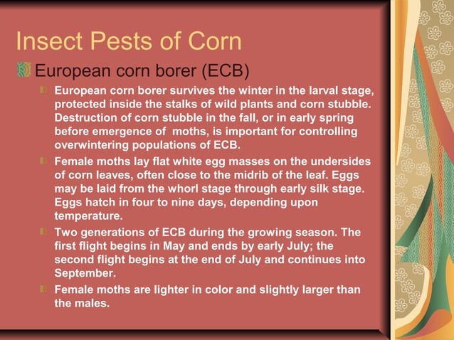 Corn pest management and scouting by RIZWAN MUSTAFA SHAH | PPT