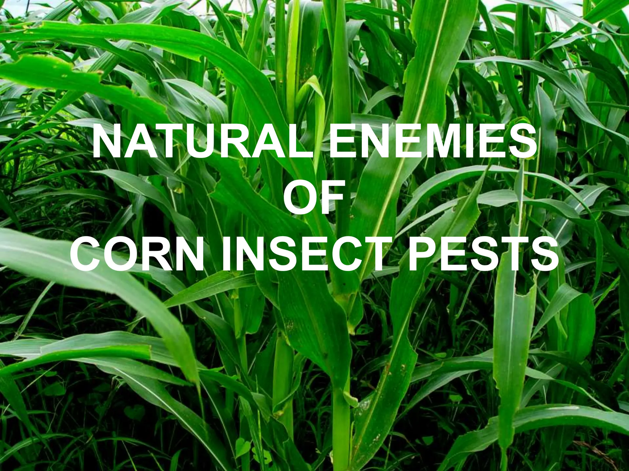 Corn pests NE.ppt