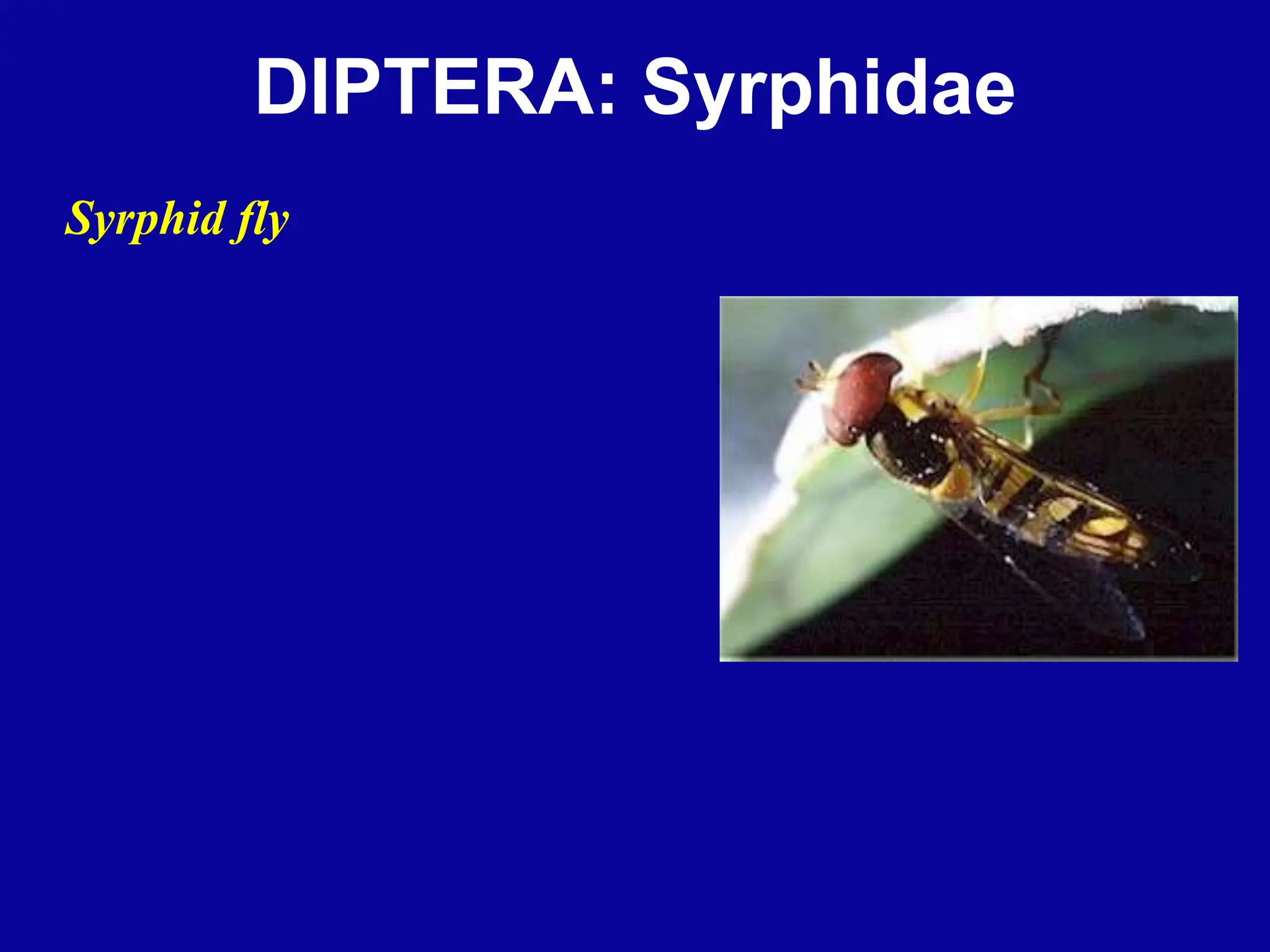 Corn pests NE.ppt