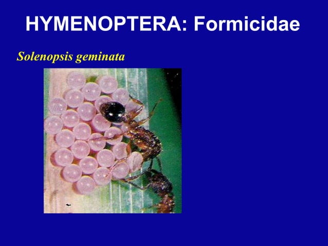 Corn pests NE.ppt