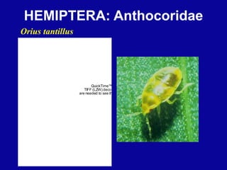 Corn pests NE.ppt
