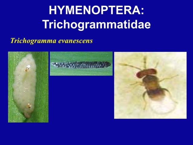 Corn pests NE.ppt