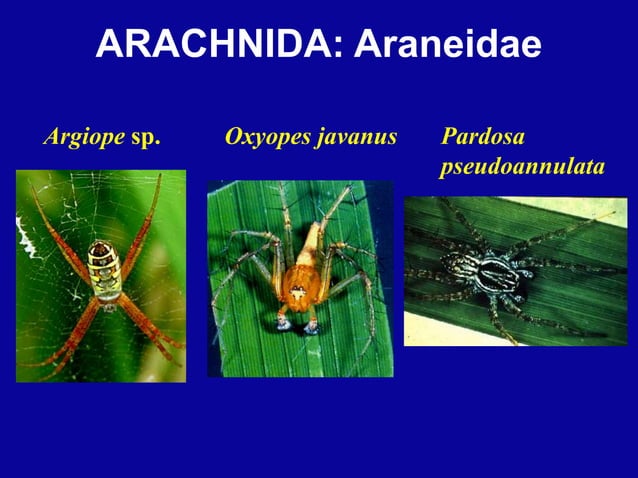 Corn pests NE.ppt