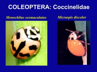 Corn pests NE.ppt