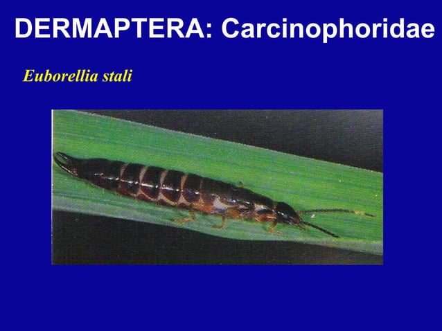 Corn pests NE.ppt
