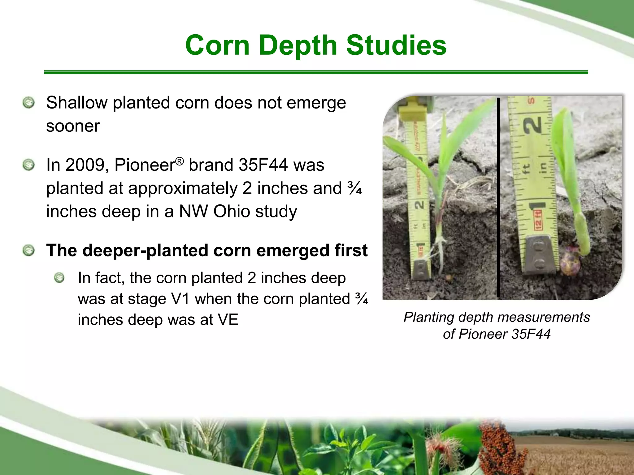 Corn planting depth | PDF