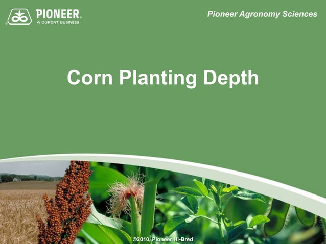 Corn planting depth | PDF | Agriculture | Industries