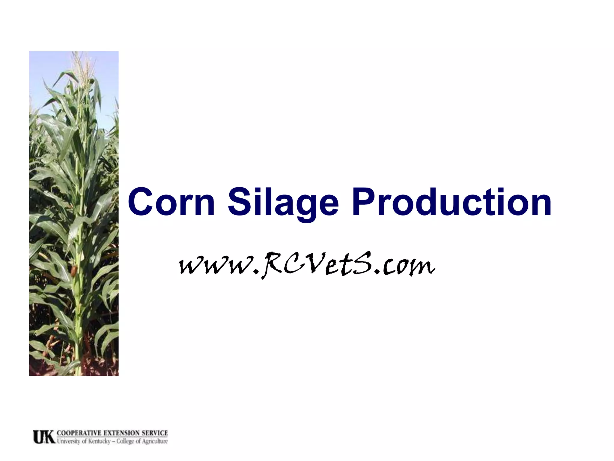 Corn Silage Production (Animal Nutrition) | PPTX
