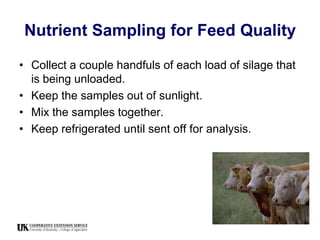 Corn Silage Production (Animal Nutrition) | PPTX
