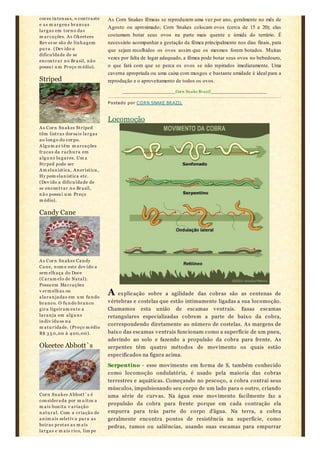 Corn snake brazil | PDF