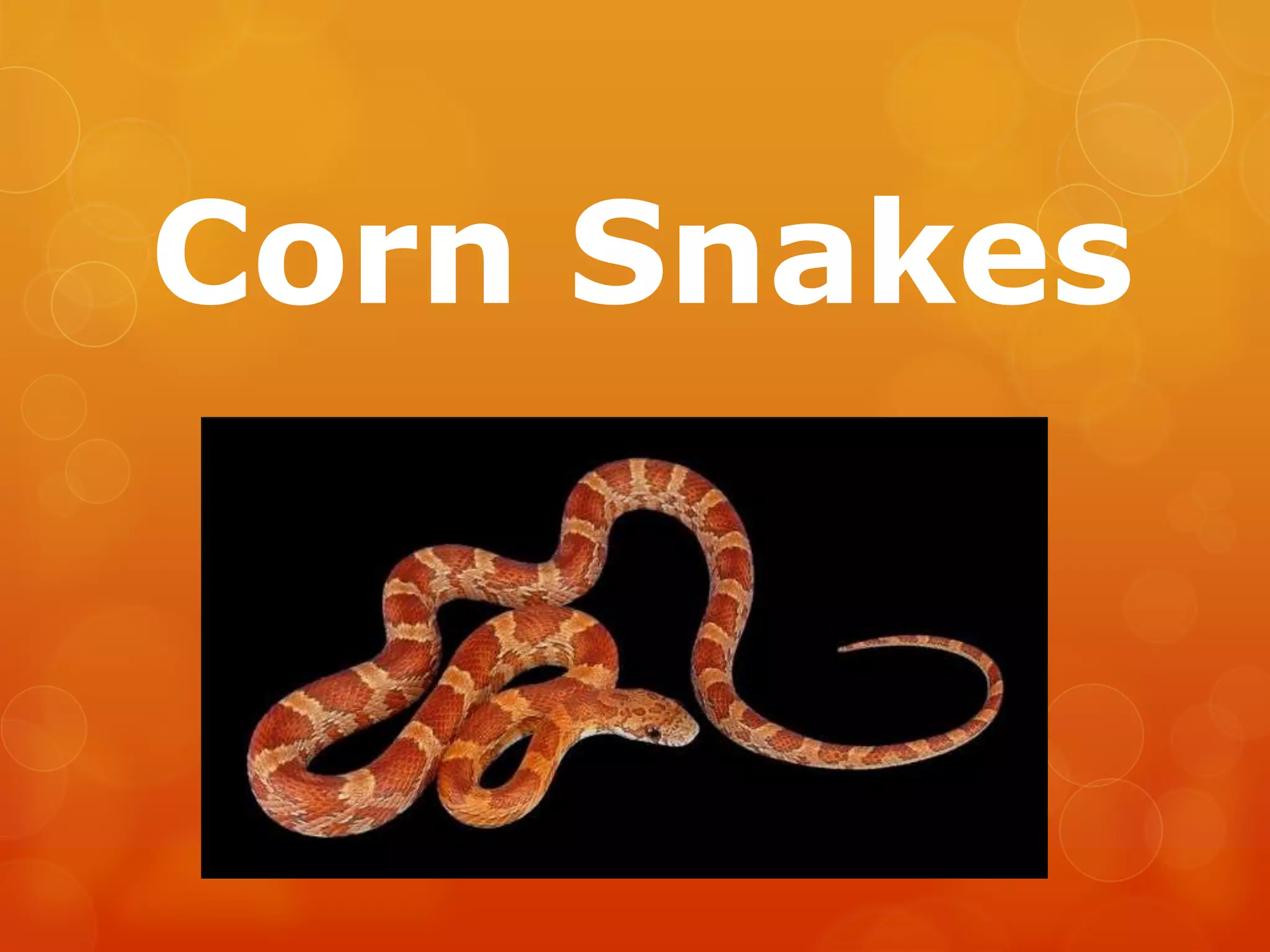 Corn snakes | PPTX