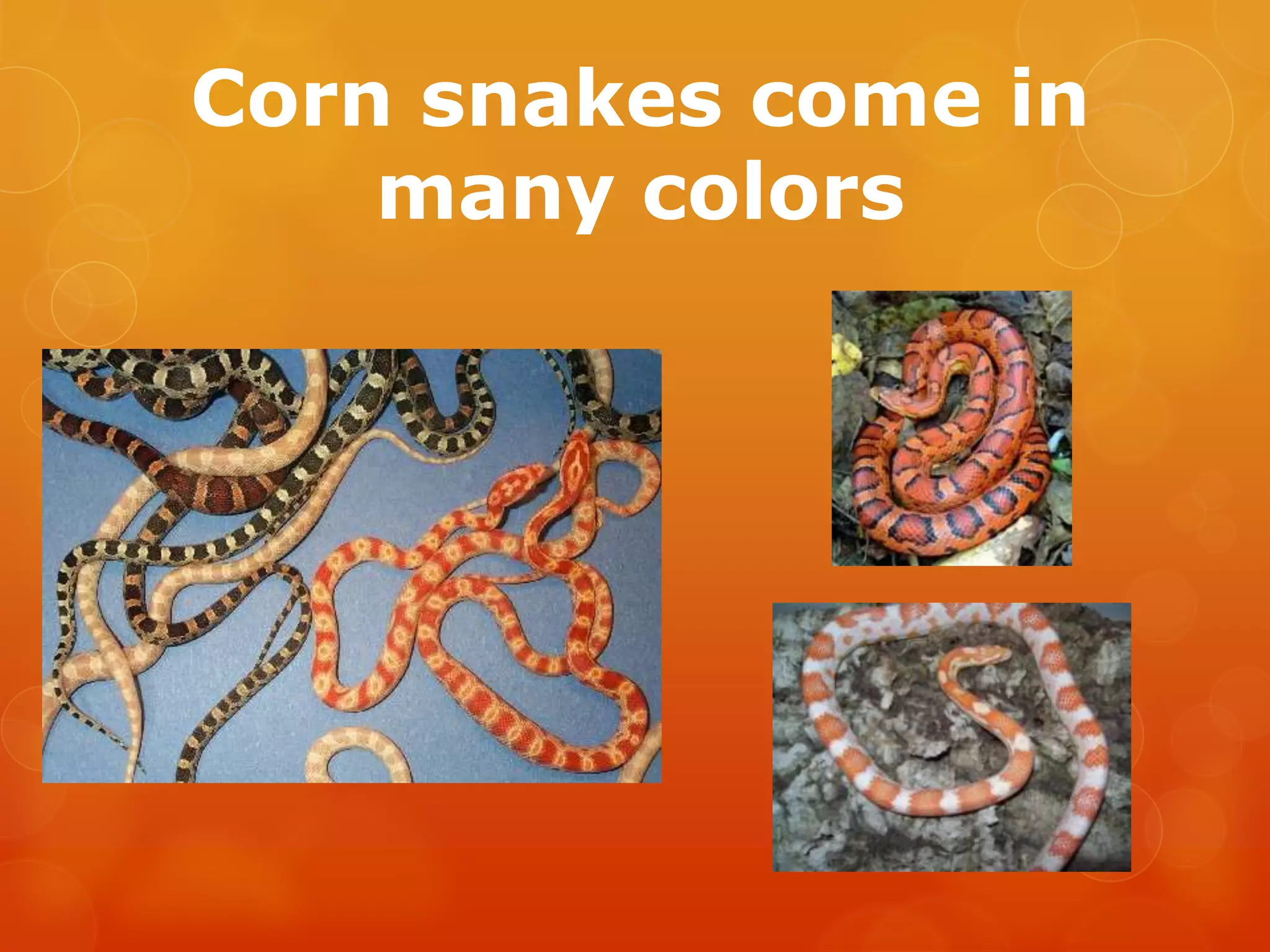 Corn snakes | PPTX