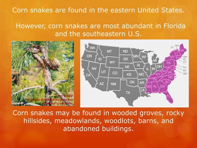 Corn snakes | PPT