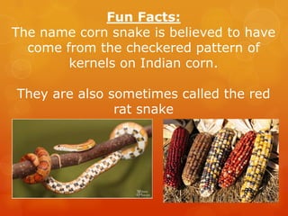 Corn snakes | PPT