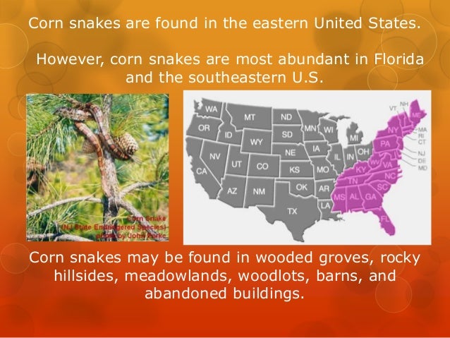Corn snakes