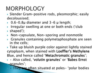 CORNYBACTERIUM.pptx | Ear, Nose and Throat Conditions | Diseases and ...