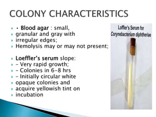 CORNYBACTERIUM.pptx | Ear, Nose and Throat Conditions | Diseases and ...